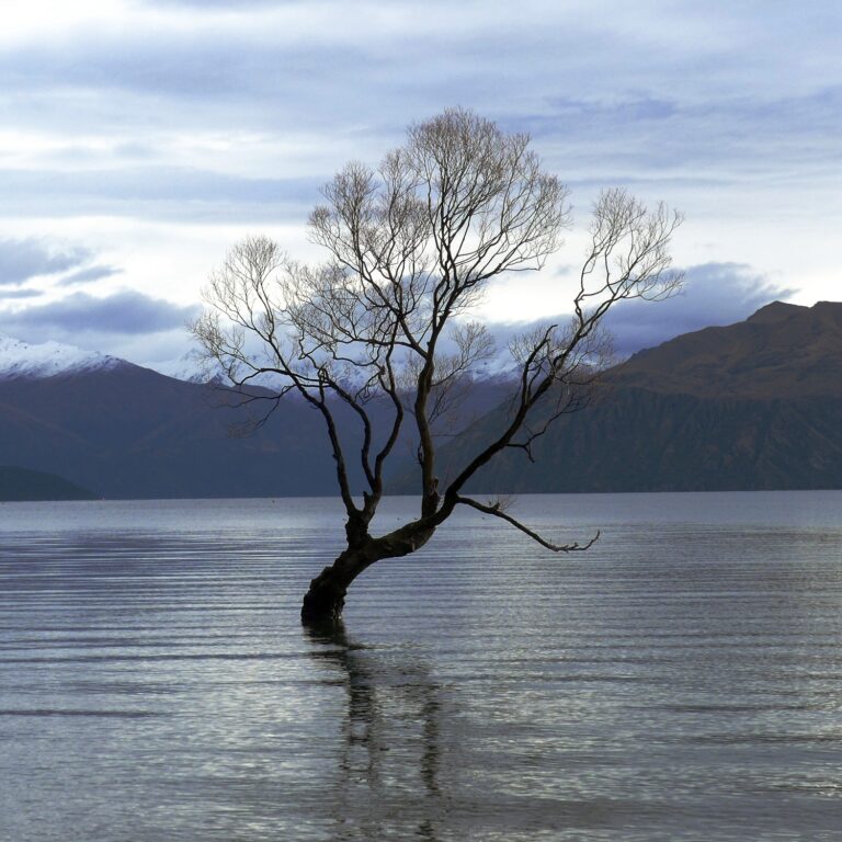 That Wanaka Tree: Why Is It Famous? And Other Useful Information For ...