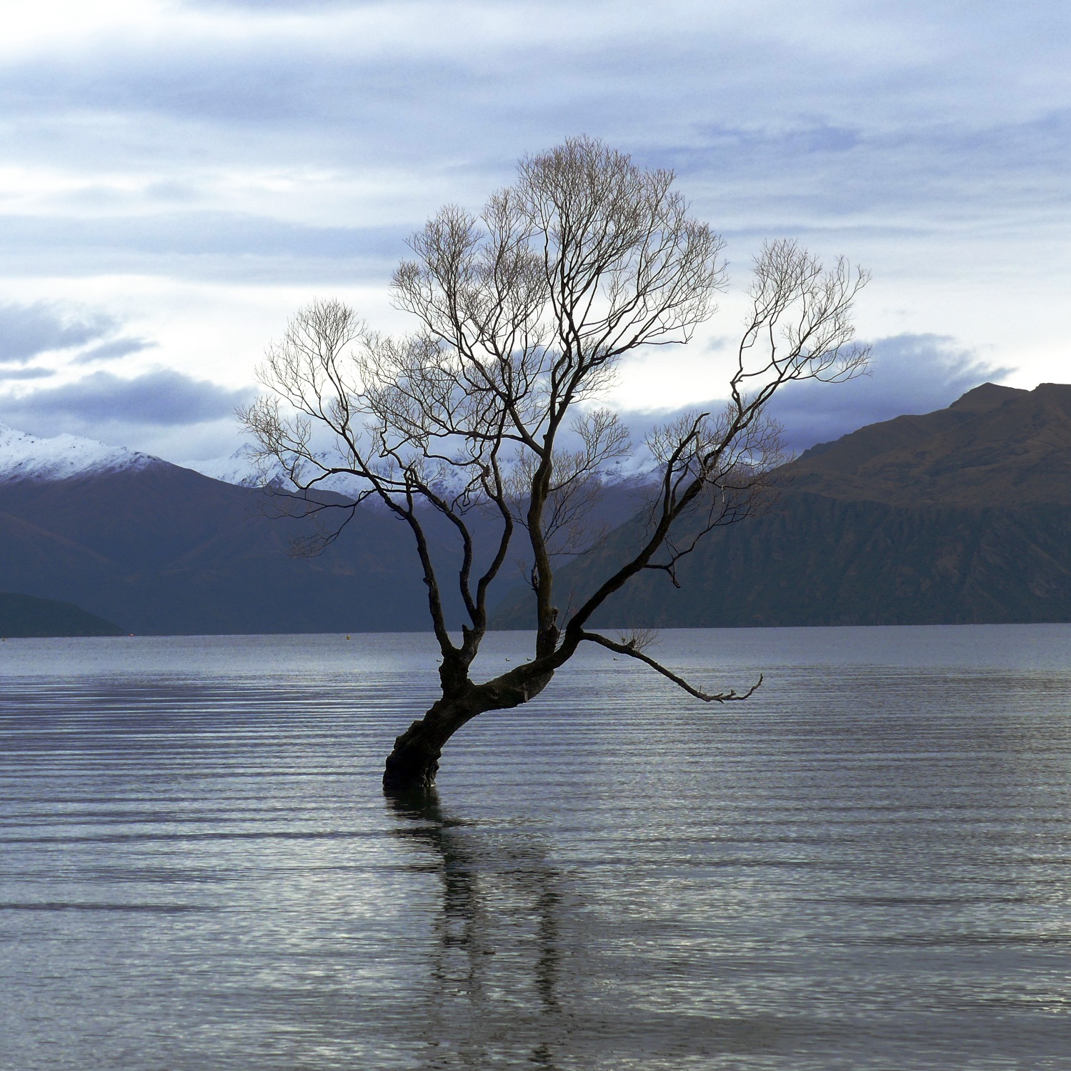 That Wanaka Tree: Why Is It Famous? And Other Useful Information For ...